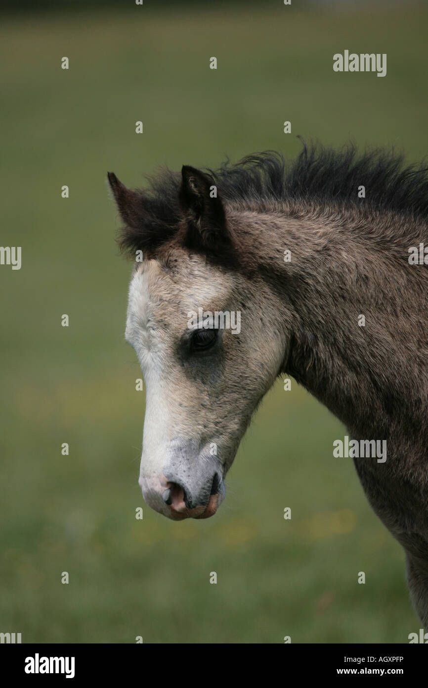 Foal portrait of head Stock Photo - Alamy