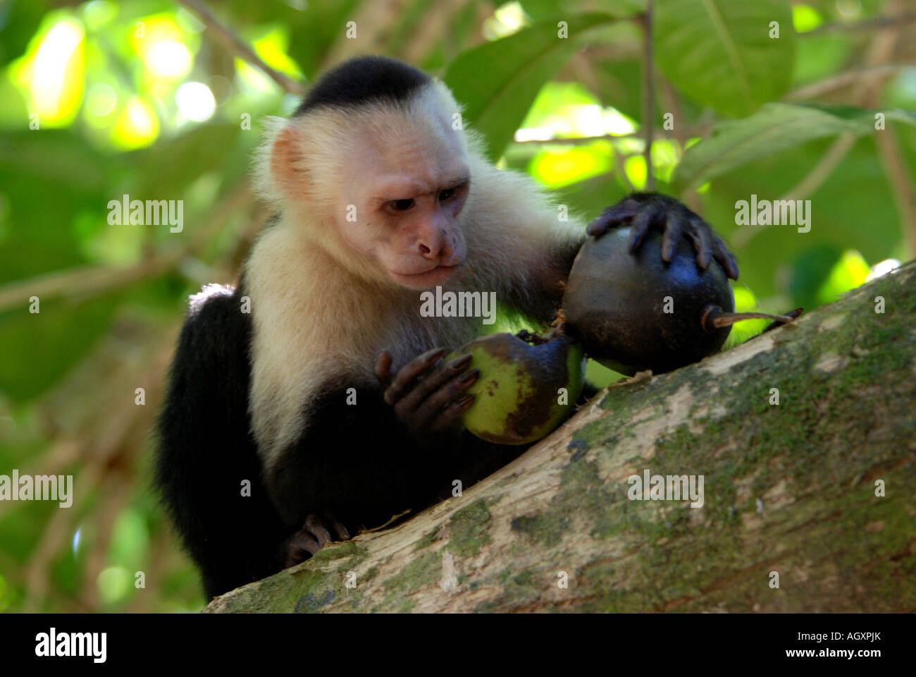 White-thorated Capucin monkey eating fruit, Manuel Antonio National ...