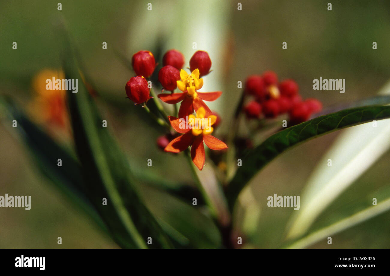 red and yellow flower Stock Photo - Alamy