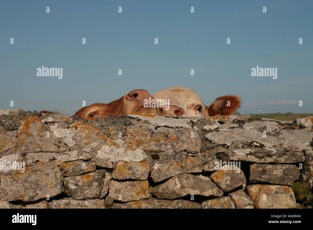 Two cows looking over a stone wall Stock Photo - Alamy