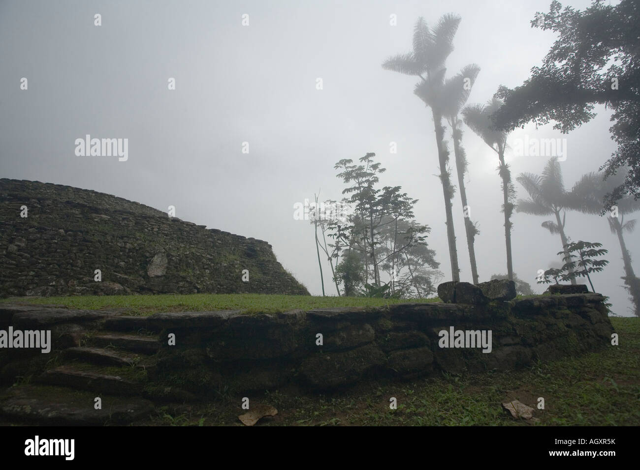 Flora colombiana hi-res stock photography and images - Alamy