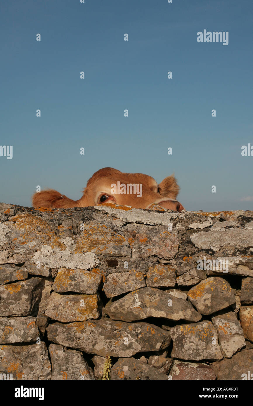 Cow looking over a stone wall Stock Photo - Alamy