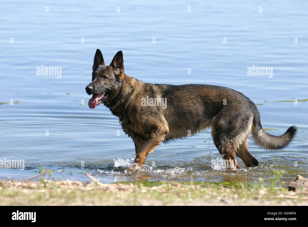 German Shepherd having a bath Stock Photo - Alamy