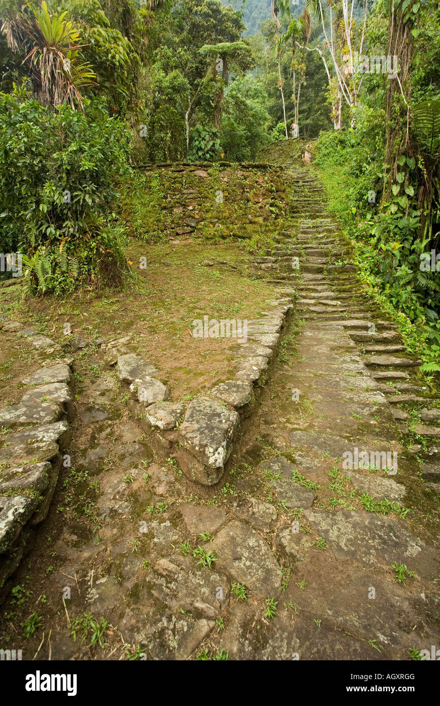 The excavated terraces of the Lost City of Teyuna, Ciudad Perdida ...