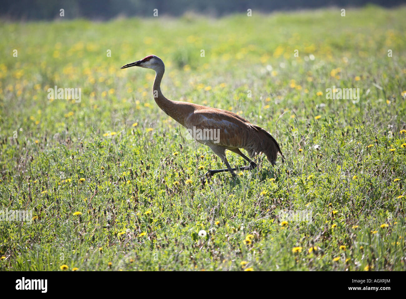 Tall Crown High Resolution Stock Photography and Images - Alamy