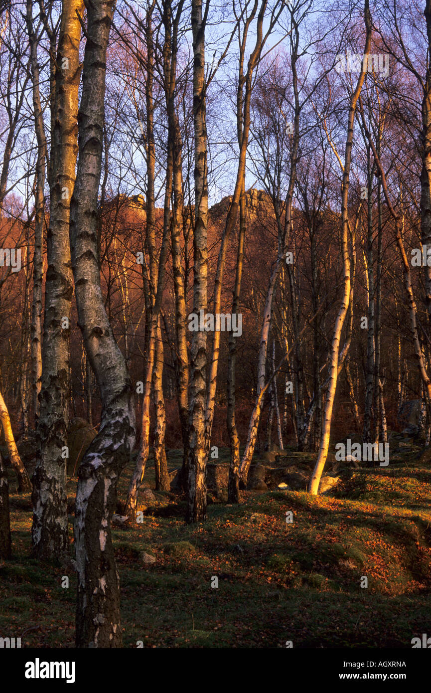 Gardoms edge trees hi-res stock photography and images - Alamy