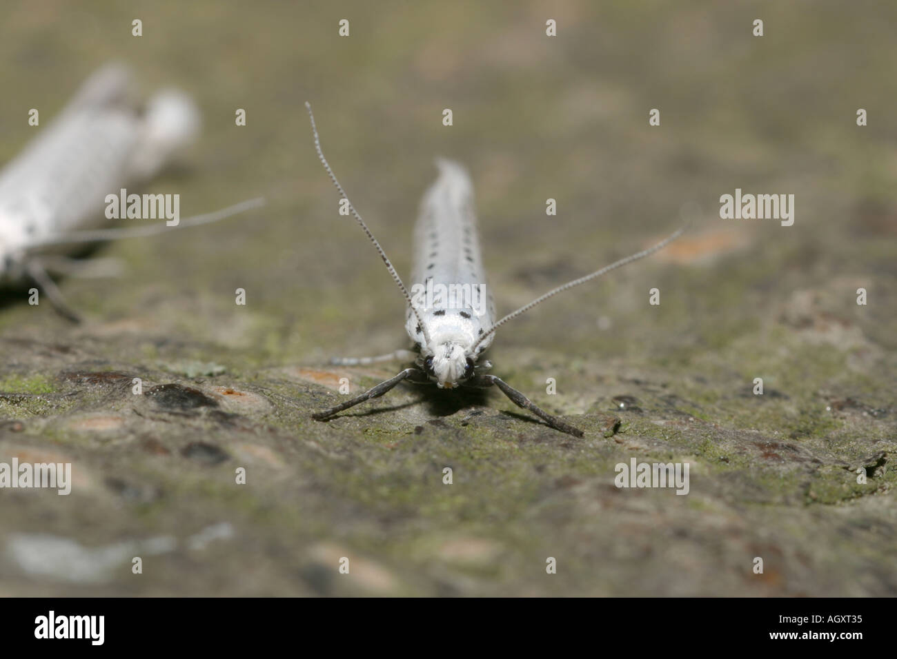 Bird cherry ermine moths hi-res stock photography and images - Alamy