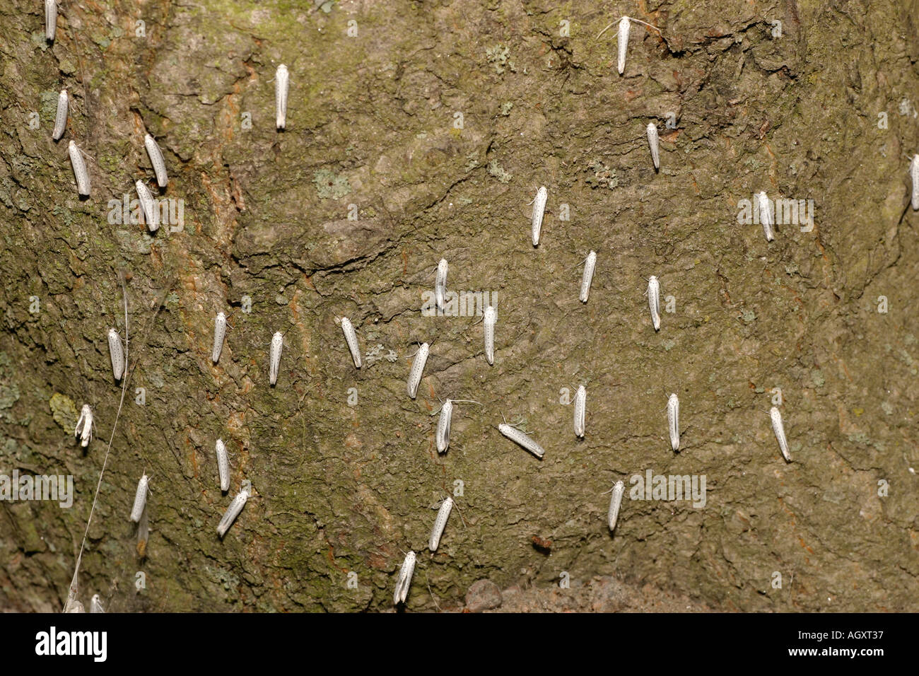 Bird cherry Ermine moths Stock Photo - Alamy