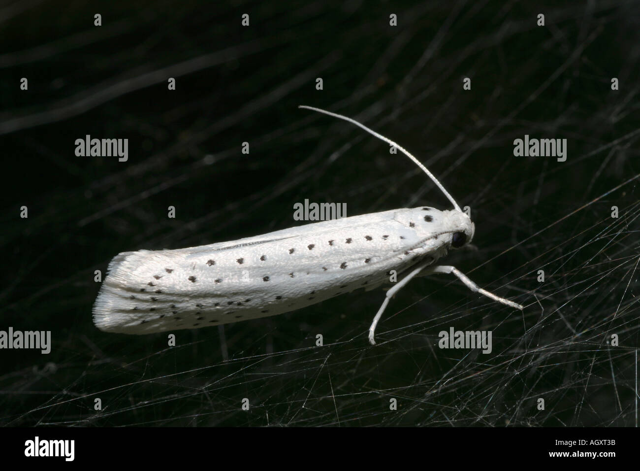 Bird eating moth hi-res stock photography and images - Alamy
