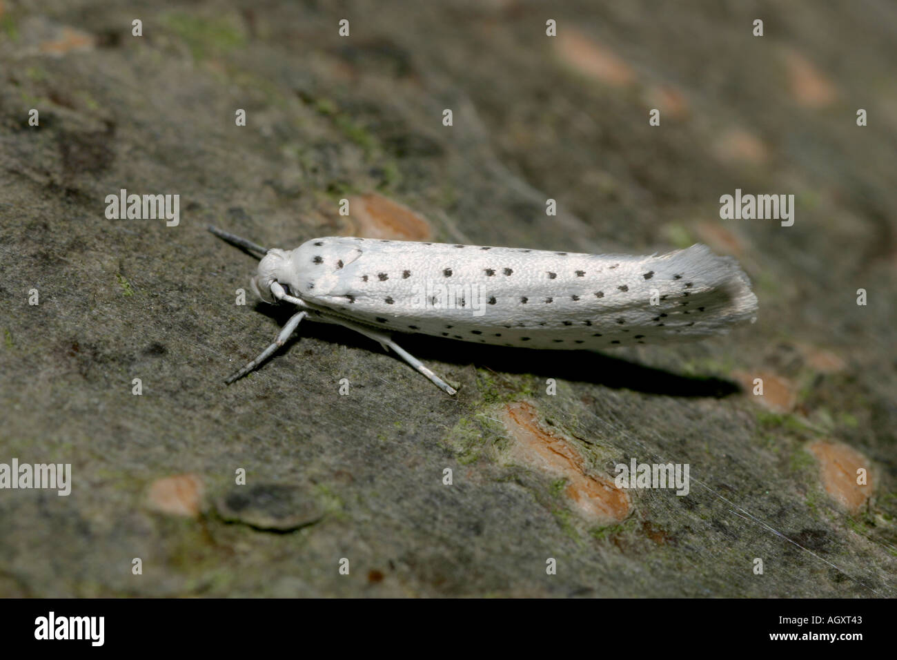 Bird cherry Ermine moth Stock Photo - Alamy