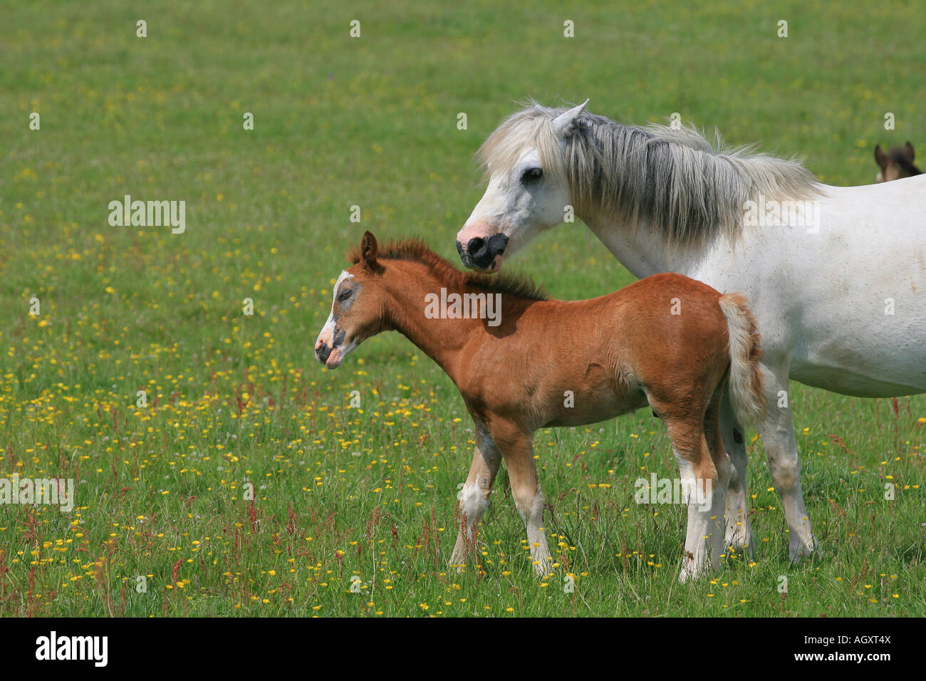 Horse And Foal Stock Photo Alamy