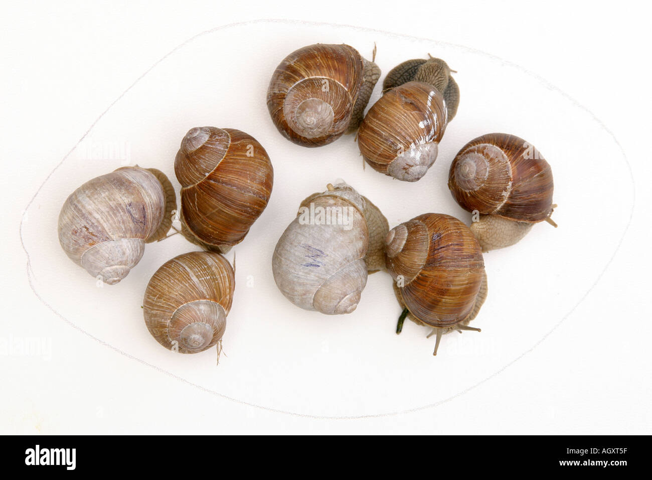 The contestants in a snail race competition Stock Photo - Alamy
