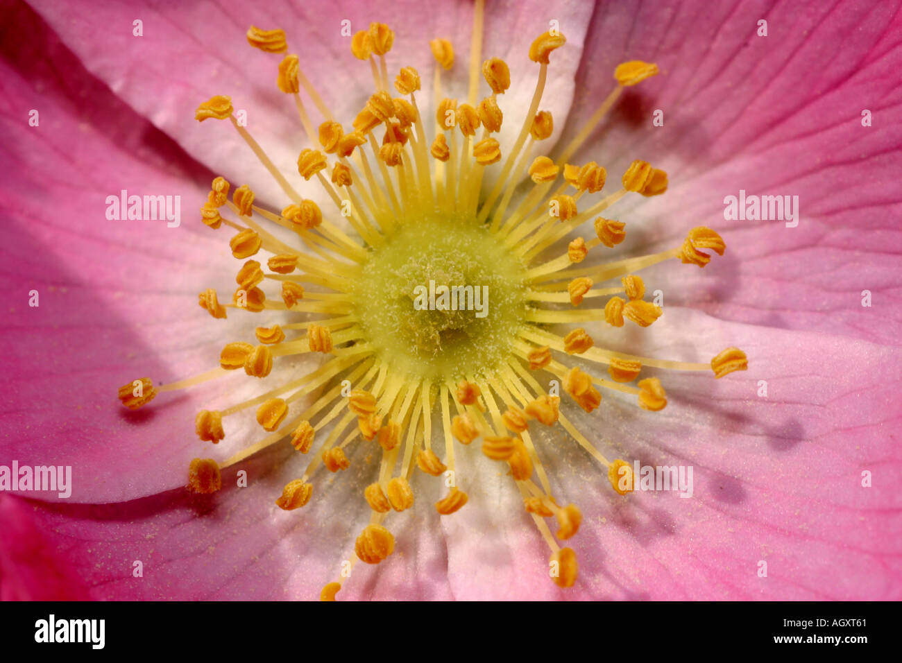 Inside a flower hi-res stock photography and images - Alamy