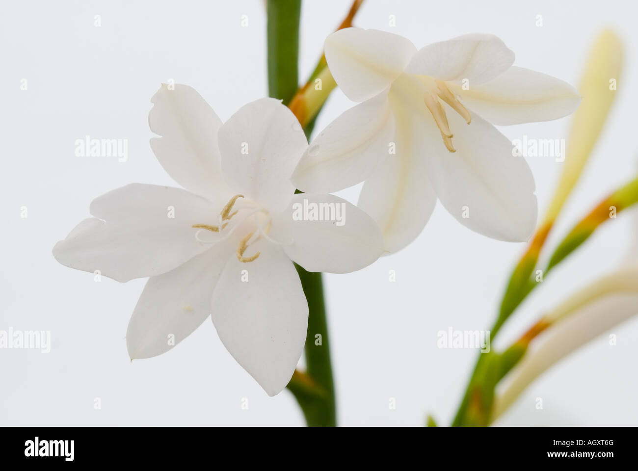 white watsonia close up Stock Photo - Alamy