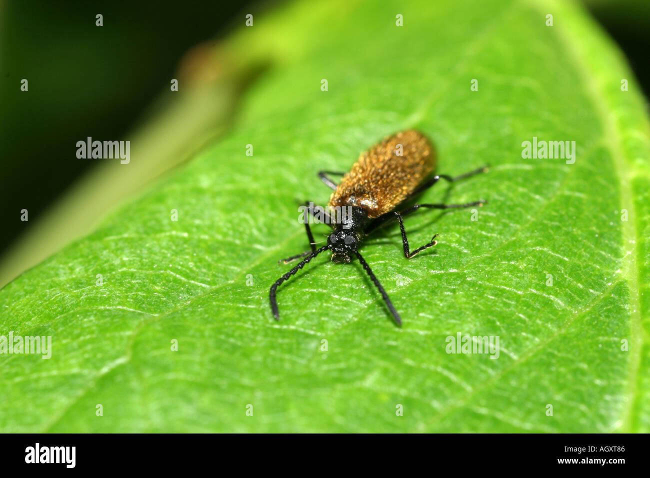 Gold bug hi-res stock photography and images - Alamy