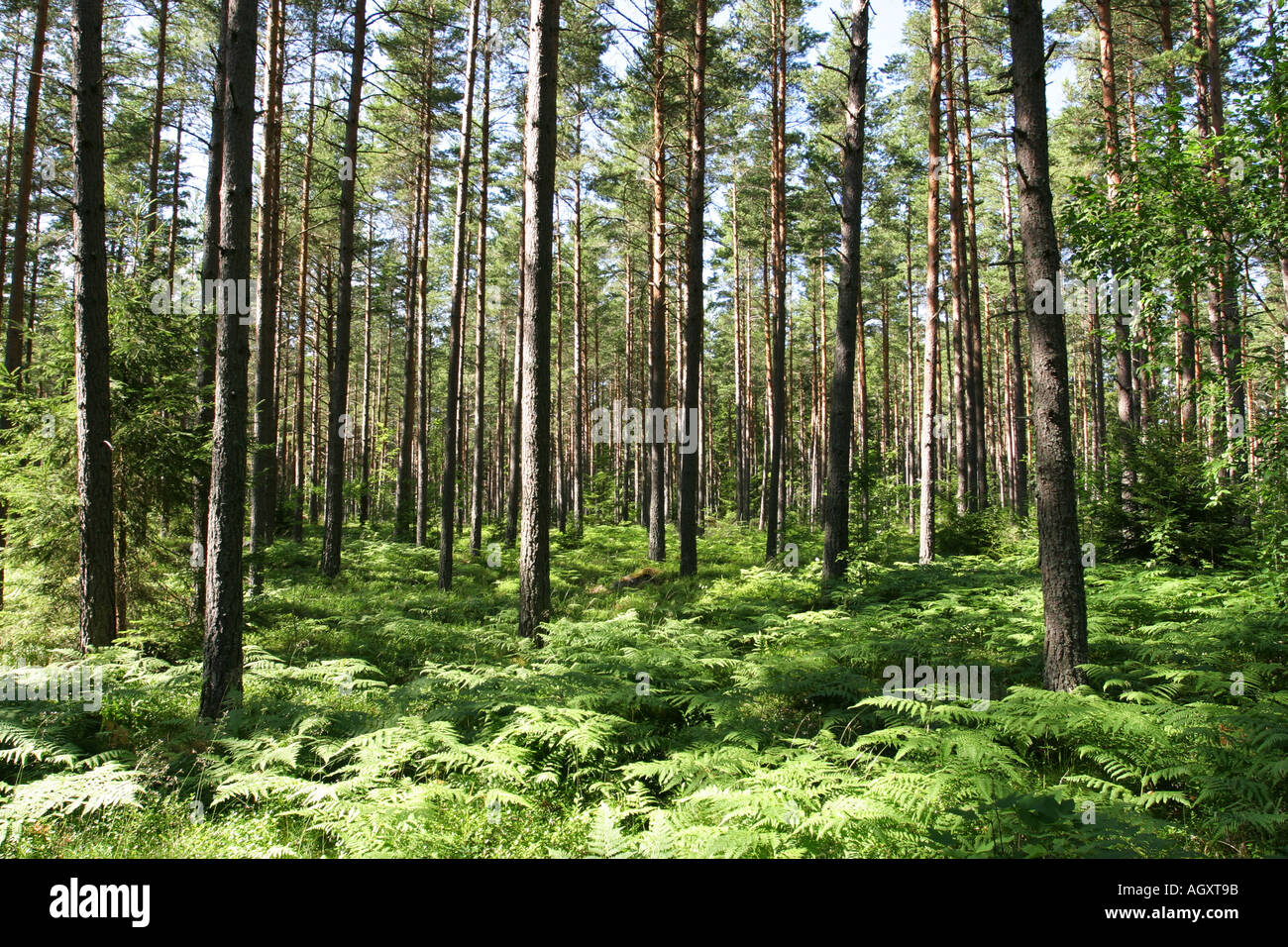 Tall pine trees among ferns in a Swedish forest Stock Photo - Alamy