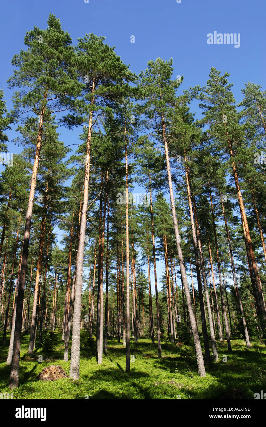 Sweden Trees