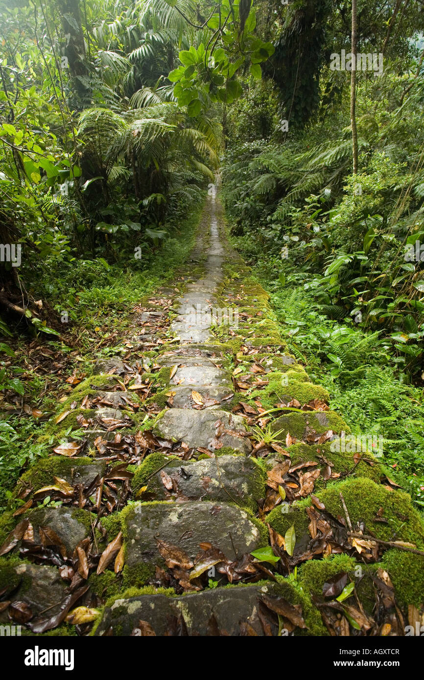 Steps leading up to the Lost City, Colombia Stock Photo - Alamy