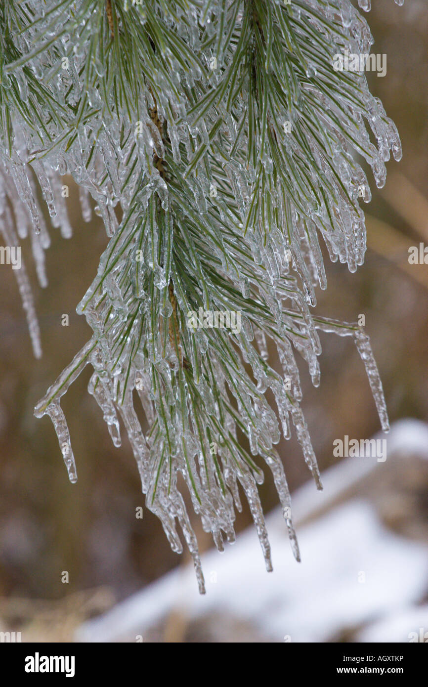 Frozen pine tree branch Stock Photo - Alamy