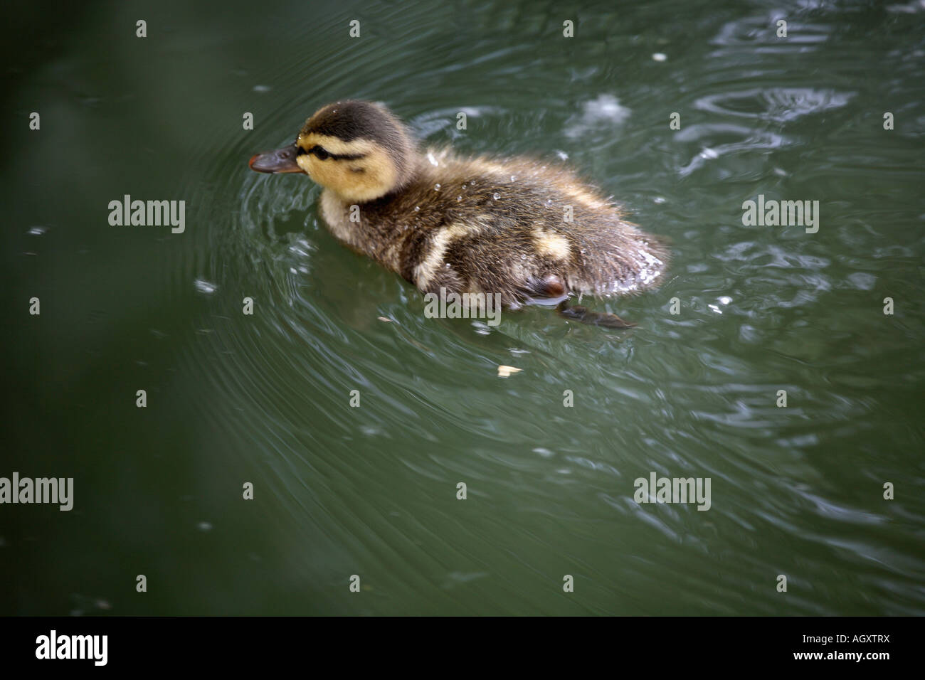 15 inches hi-res stock photography and images - Alamy
