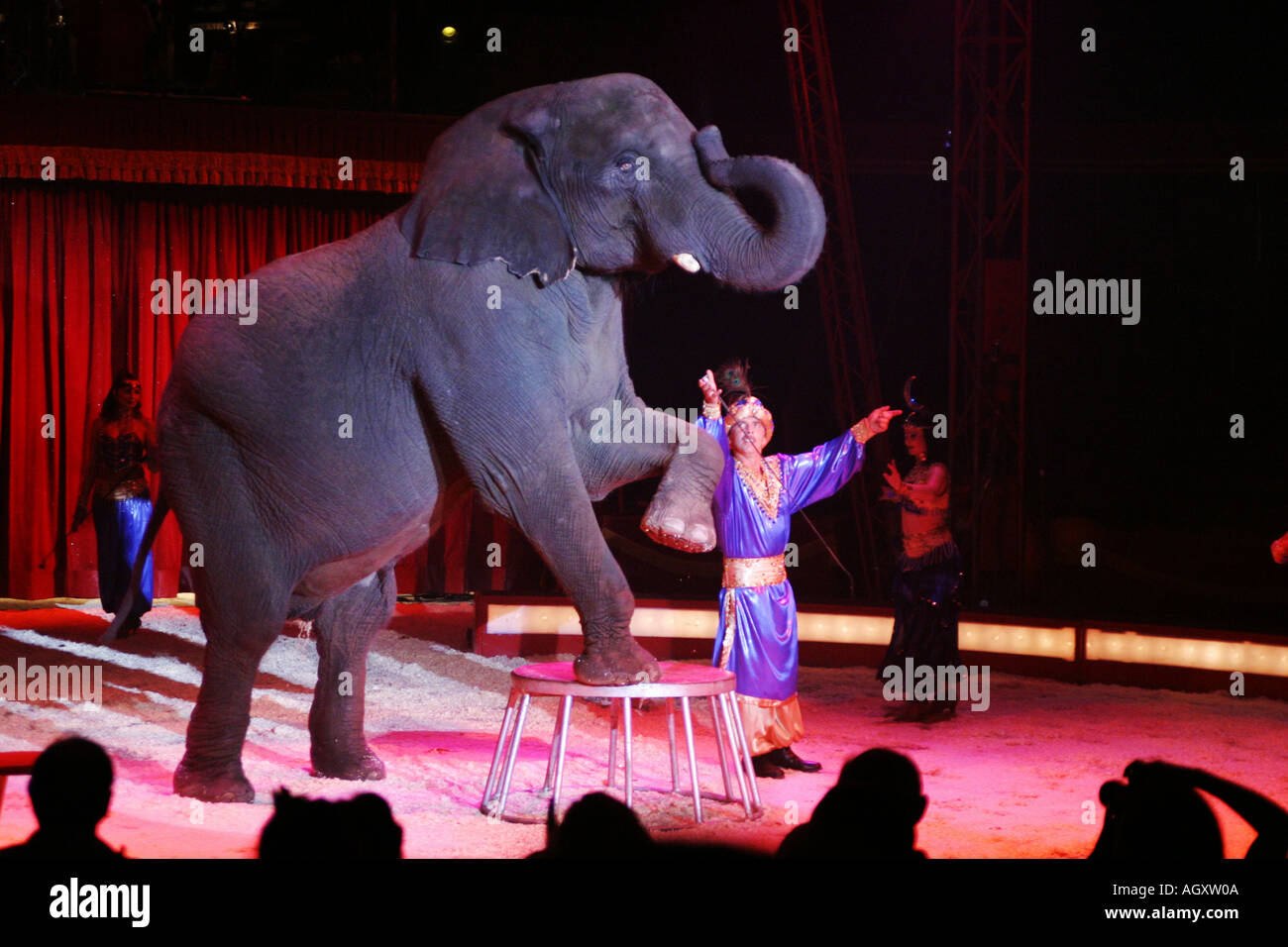 Anton Frank performing with an elephant at Circus Maximum, Sweden Stock ...