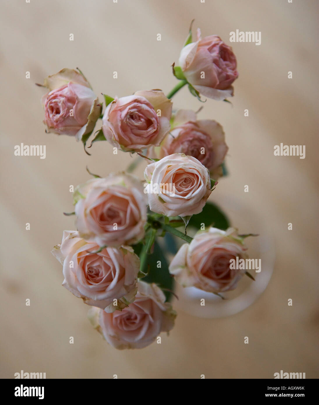 Decorative roses bouquet hi-res stock photography and images - Alamy