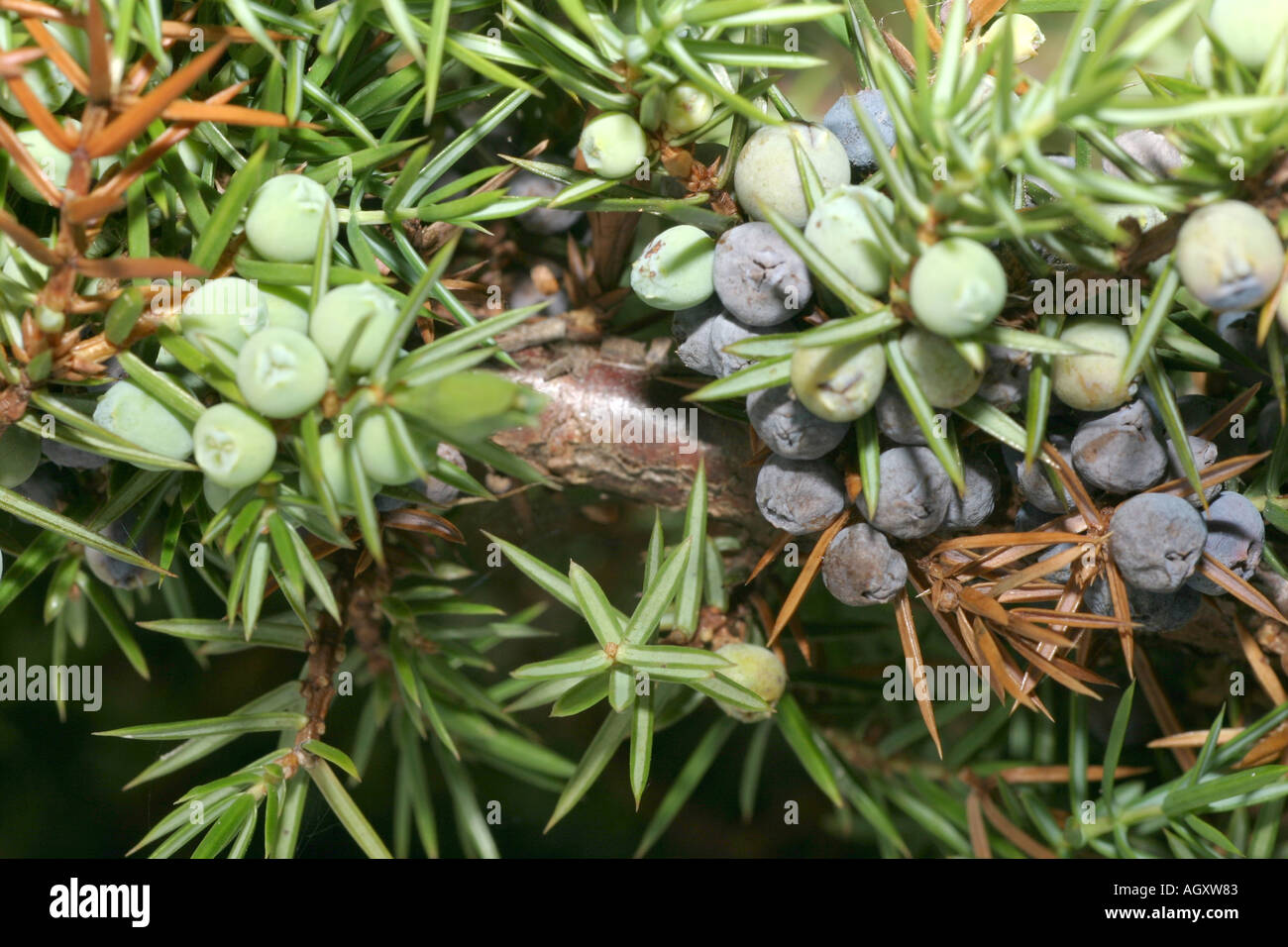 Juniper berry tree hi-res stock photography and images - Alamy