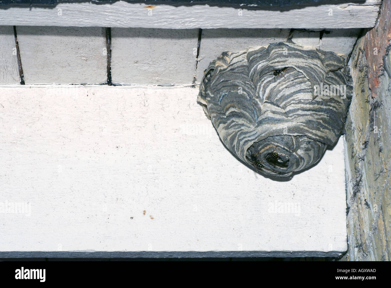 Wasp nest above a door Stock Photo - Alamy