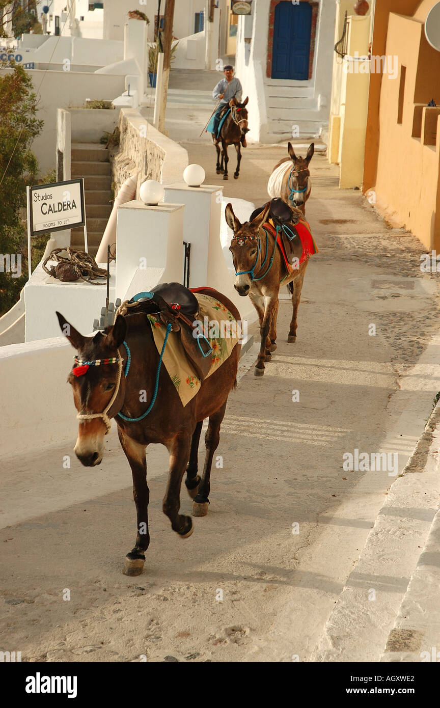 Donkeys of thera hi-res stock photography and images - Alamy