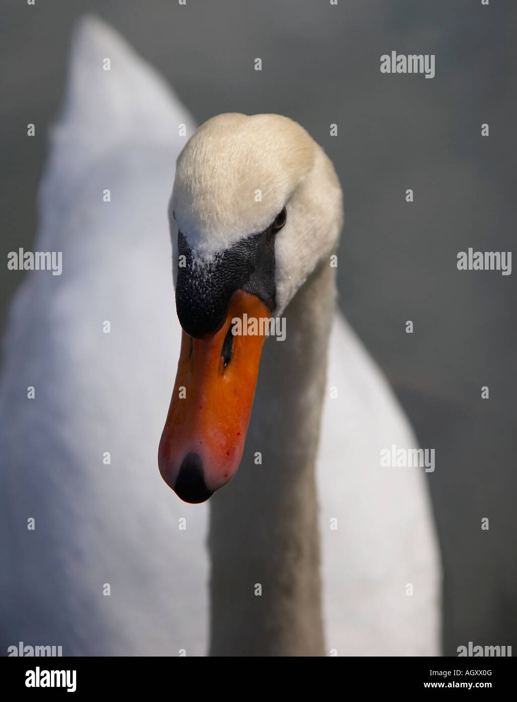 Swan portraits hi-res stock photography and images - Alamy