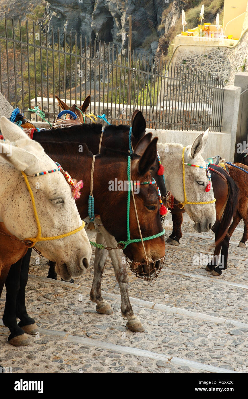 Donkeys of thera hi-res stock photography and images - Alamy
