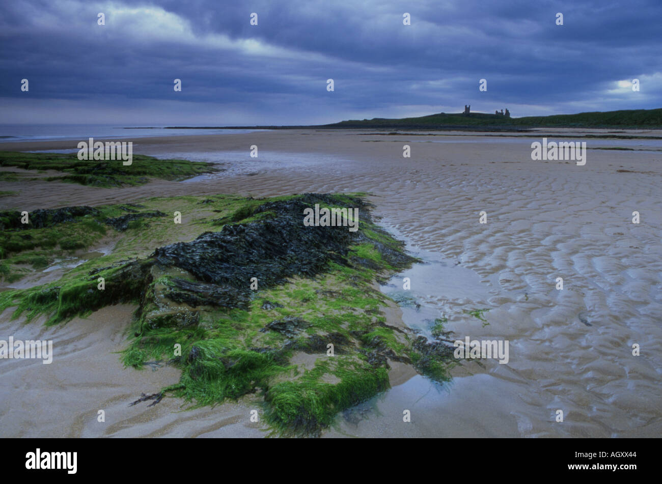 Dunstanburgh Castle with seaweed covered rocks and sandy beach Stock ...