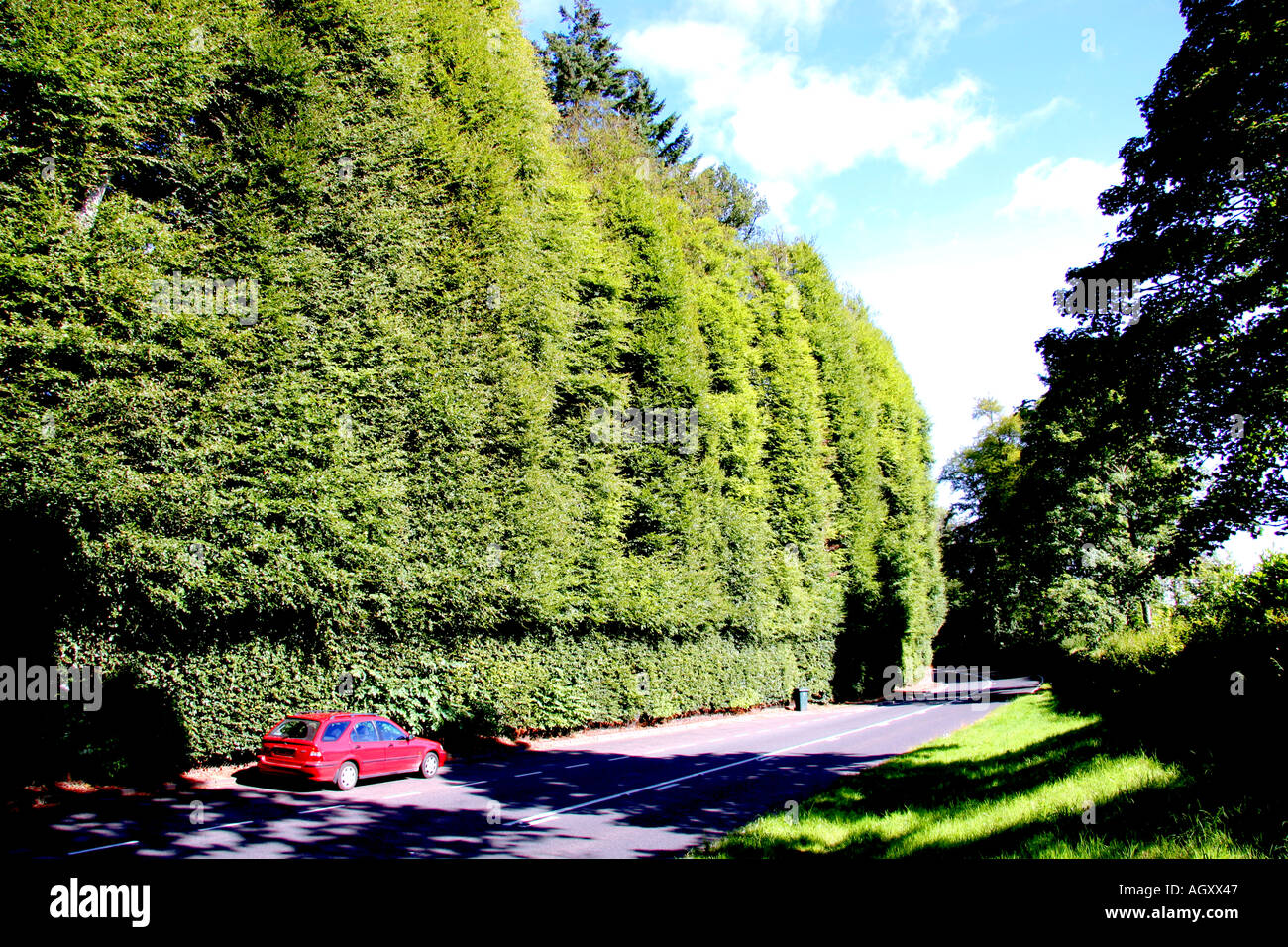UK Scotland Perthshire The Beech Hedge at Meiklour near Blairgowrie ...