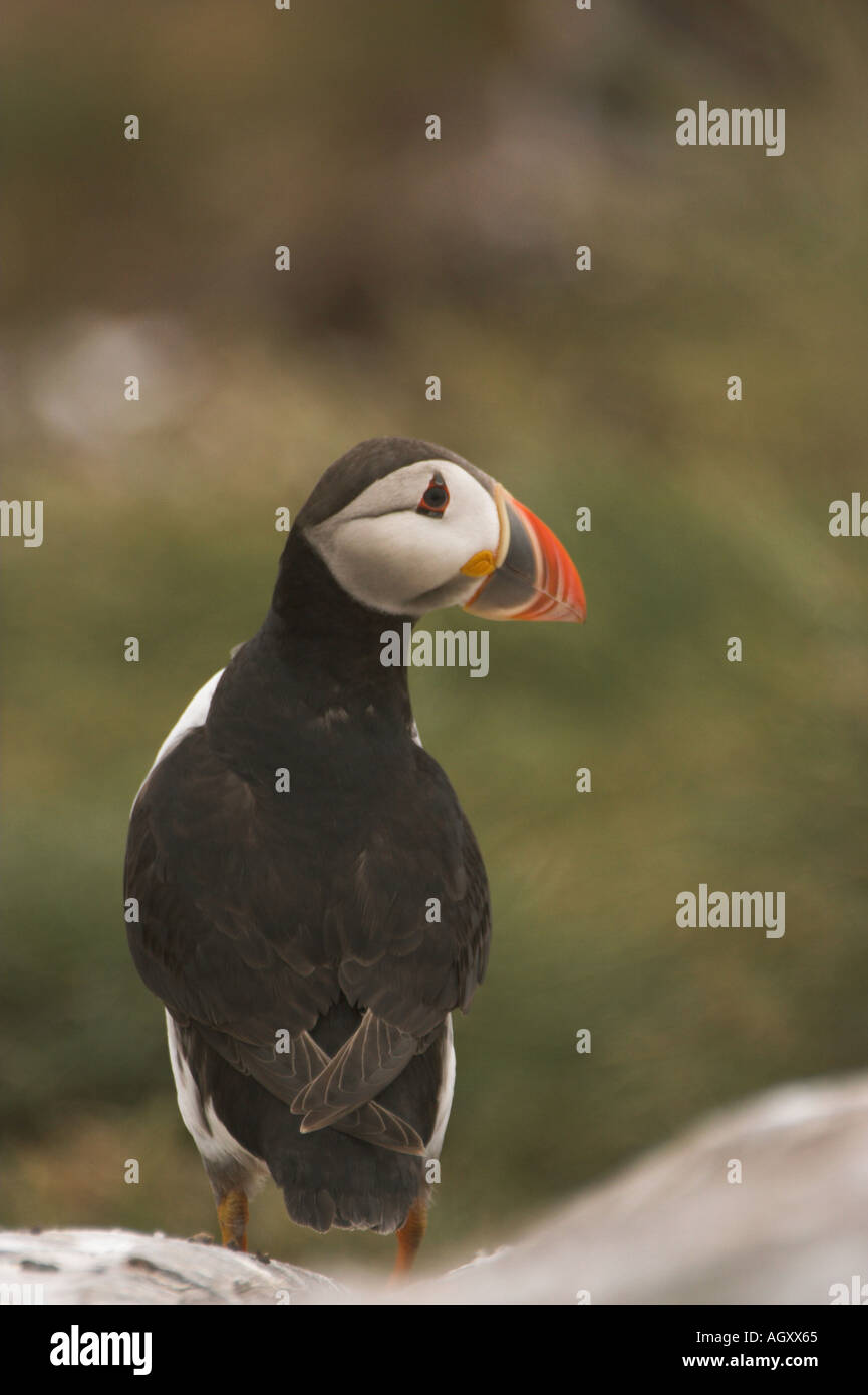Sad puffin hi-res stock photography and images - Alamy