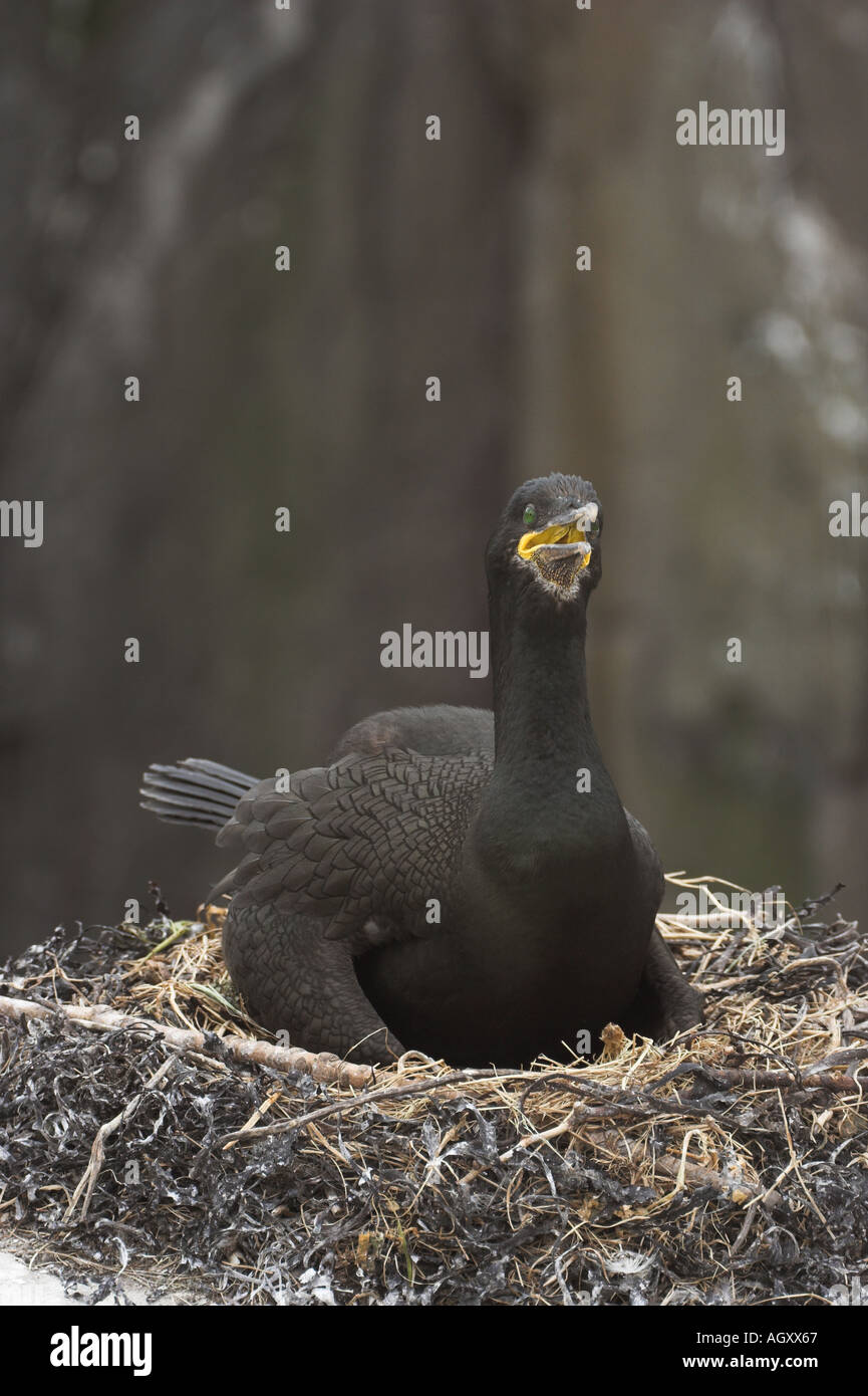Shag nest eggs hi-res stock photography and images - Alamy