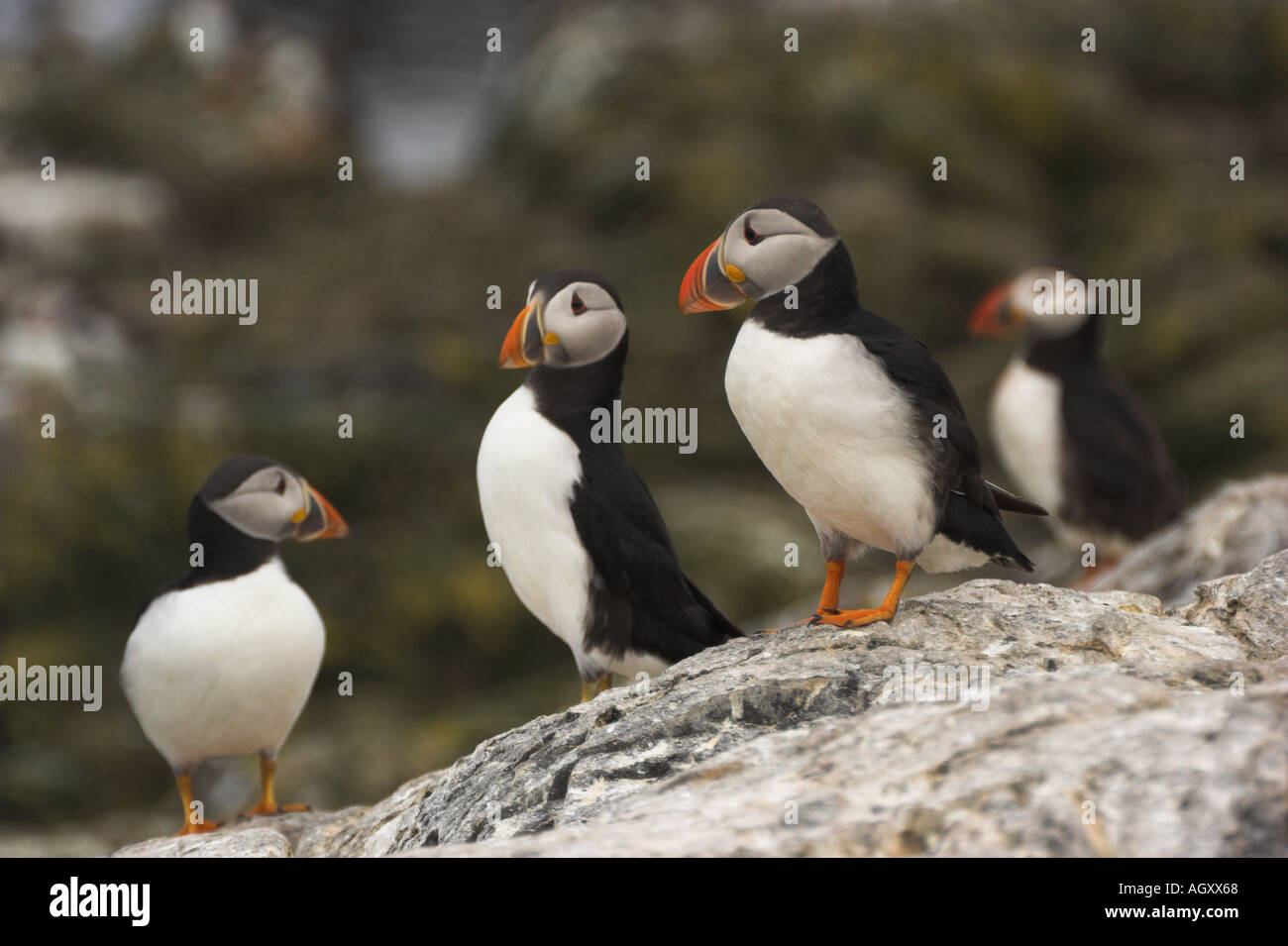 Sad puffin hi-res stock photography and images - Alamy