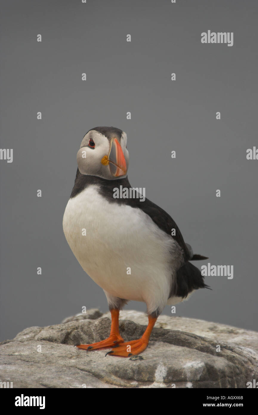 Sad puffin hi-res stock photography and images - Alamy