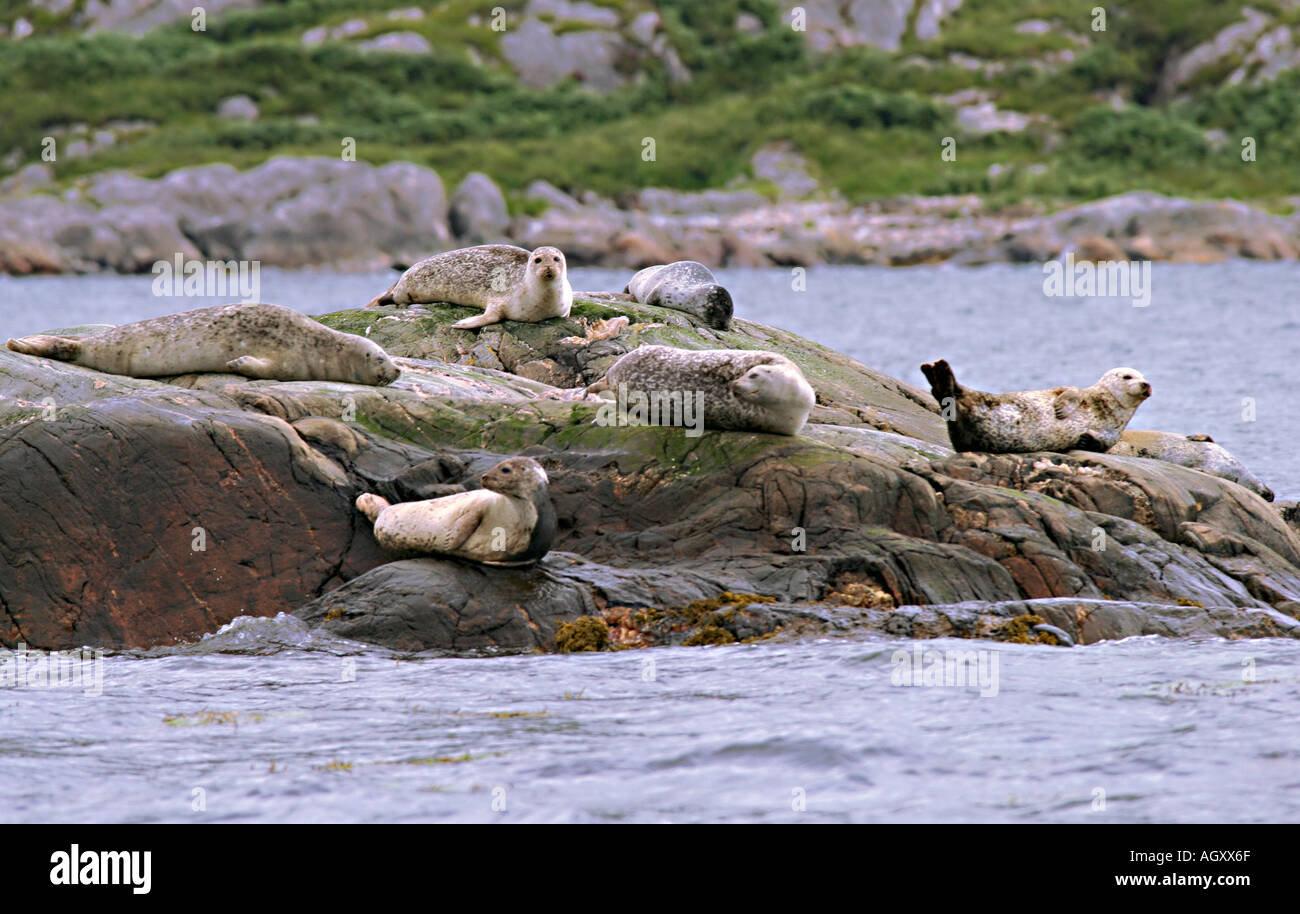 UK Scotland Common Seals on rock Stock Photo - Alamy