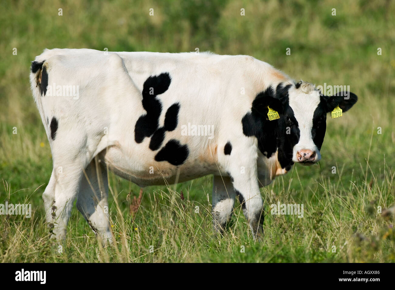 Cow Furs High Resolution Stock Photography and Images - Alamy