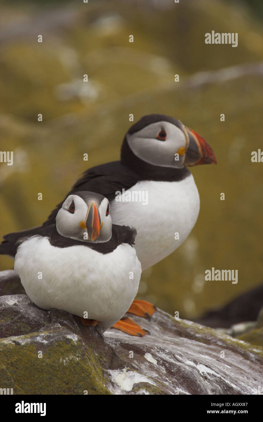 Sad puffin hi-res stock photography and images - Alamy