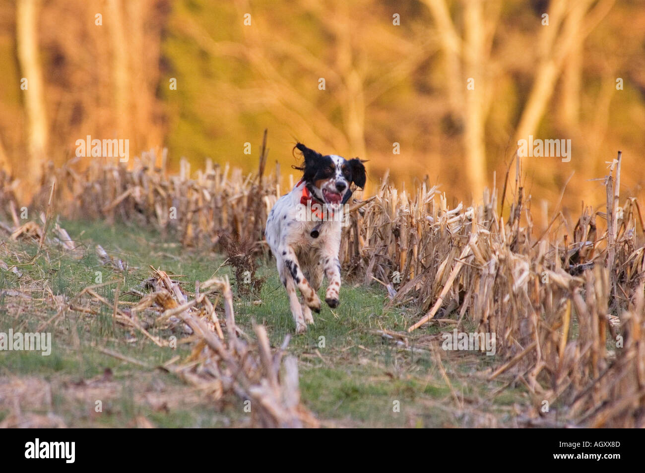English Setter Running Through Harvested Corn Field During Quail Hunt ...