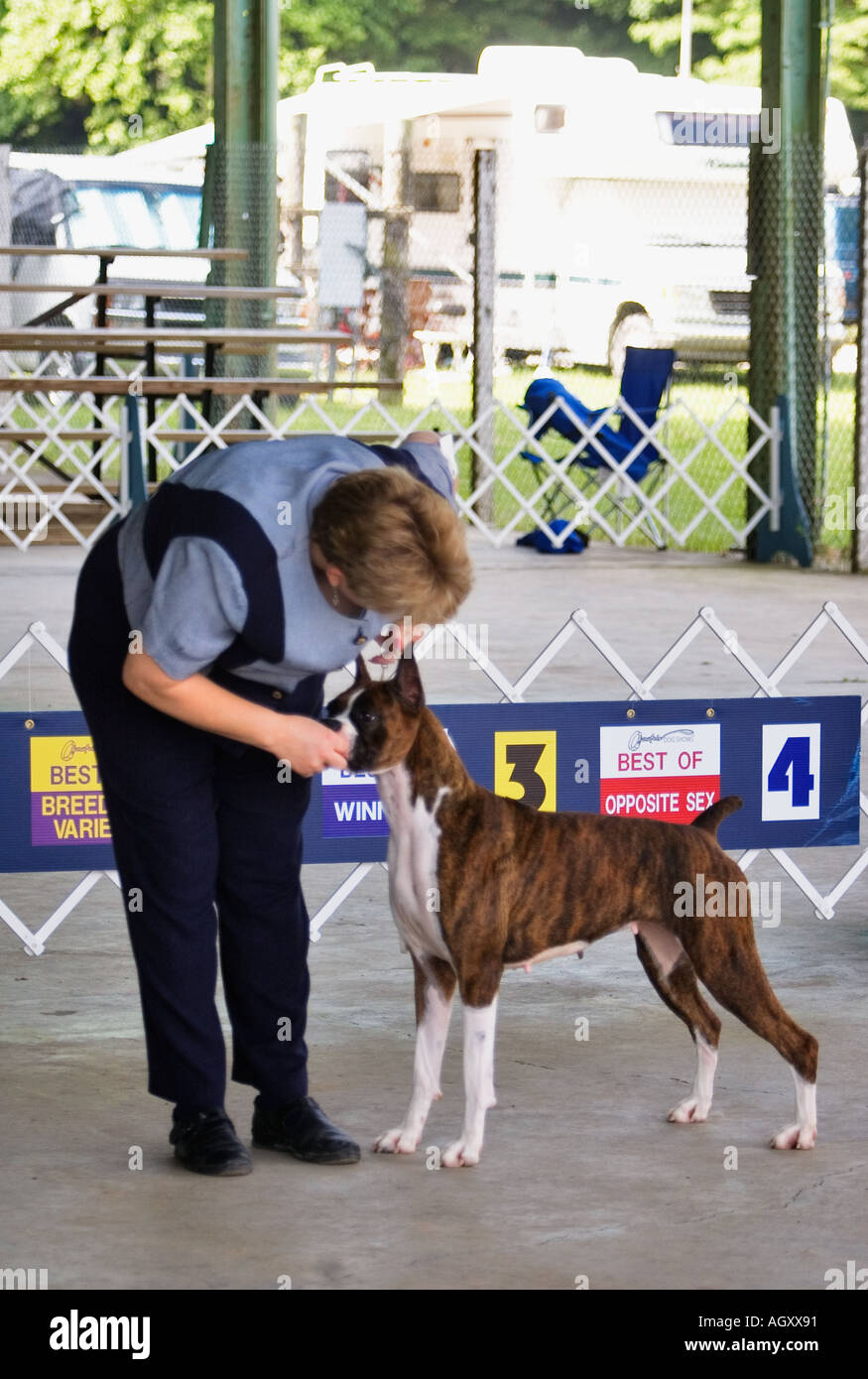 Female Handler Showing Boxer In Show Ring Corydon Indiana Stock Photo ...