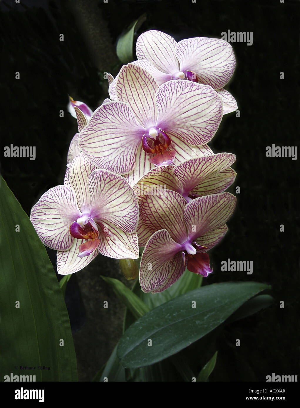 Color Fine Art High Resolution Stock Photography and Images - Alamy