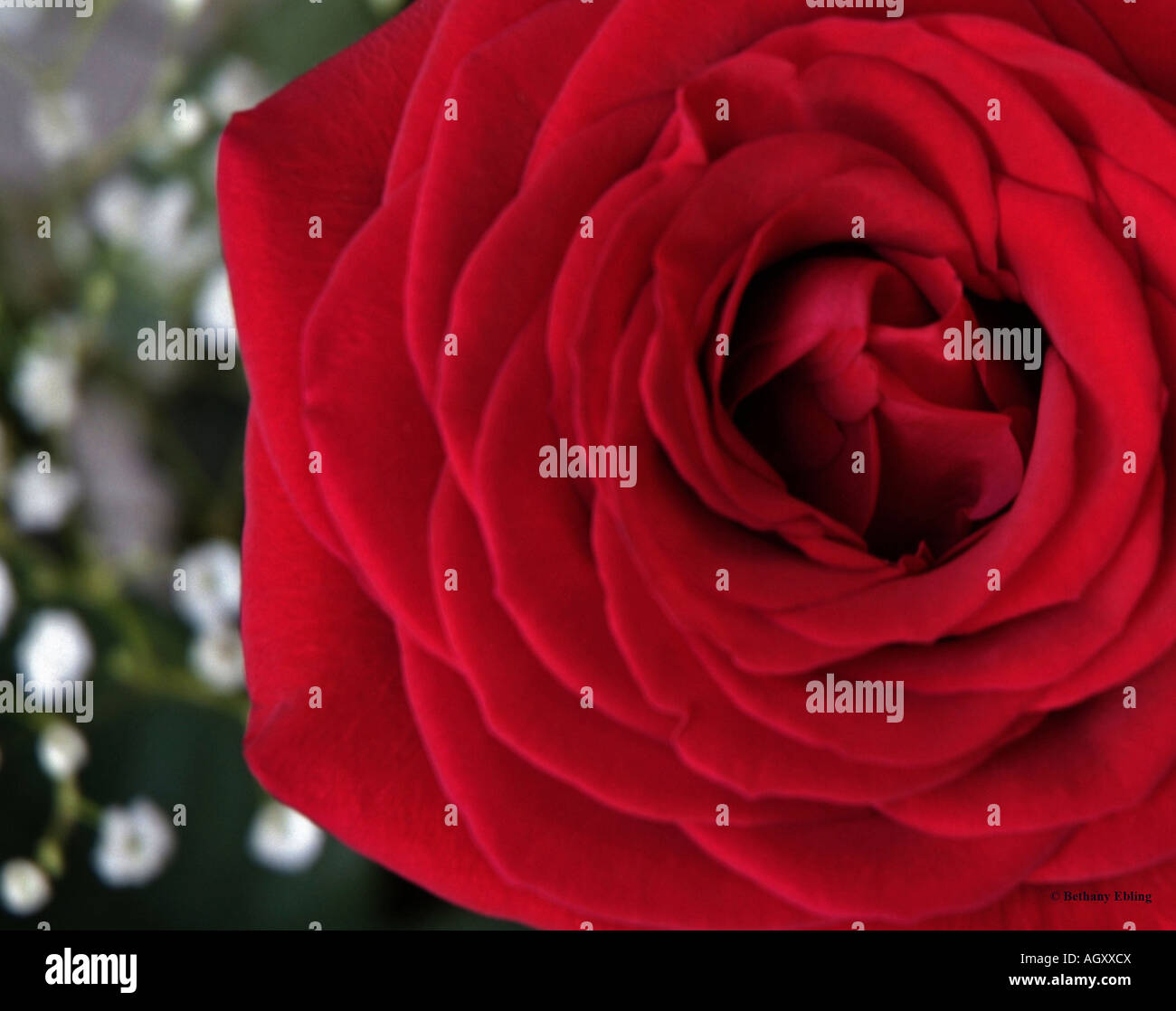 Color Fine Art High Resolution Stock Photography and Images - Alamy