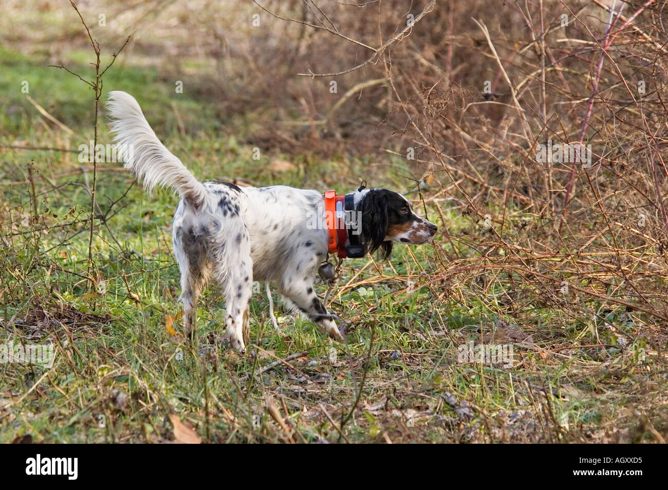 English Setter Pointing