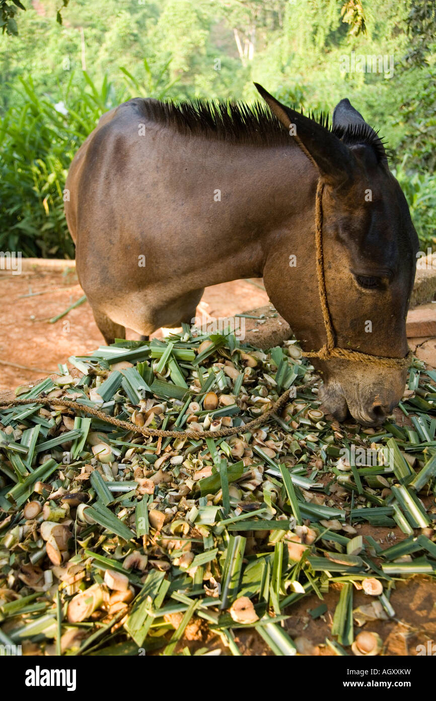 Burro colombiano hi-res stock photography and images - Alamy