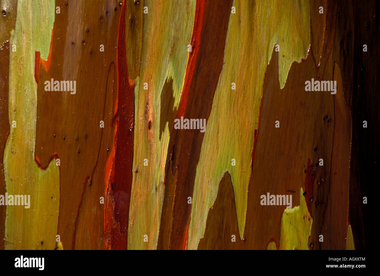 Red gumbolimbo tree Bursera simaruba Belize Stock Photo - Alamy