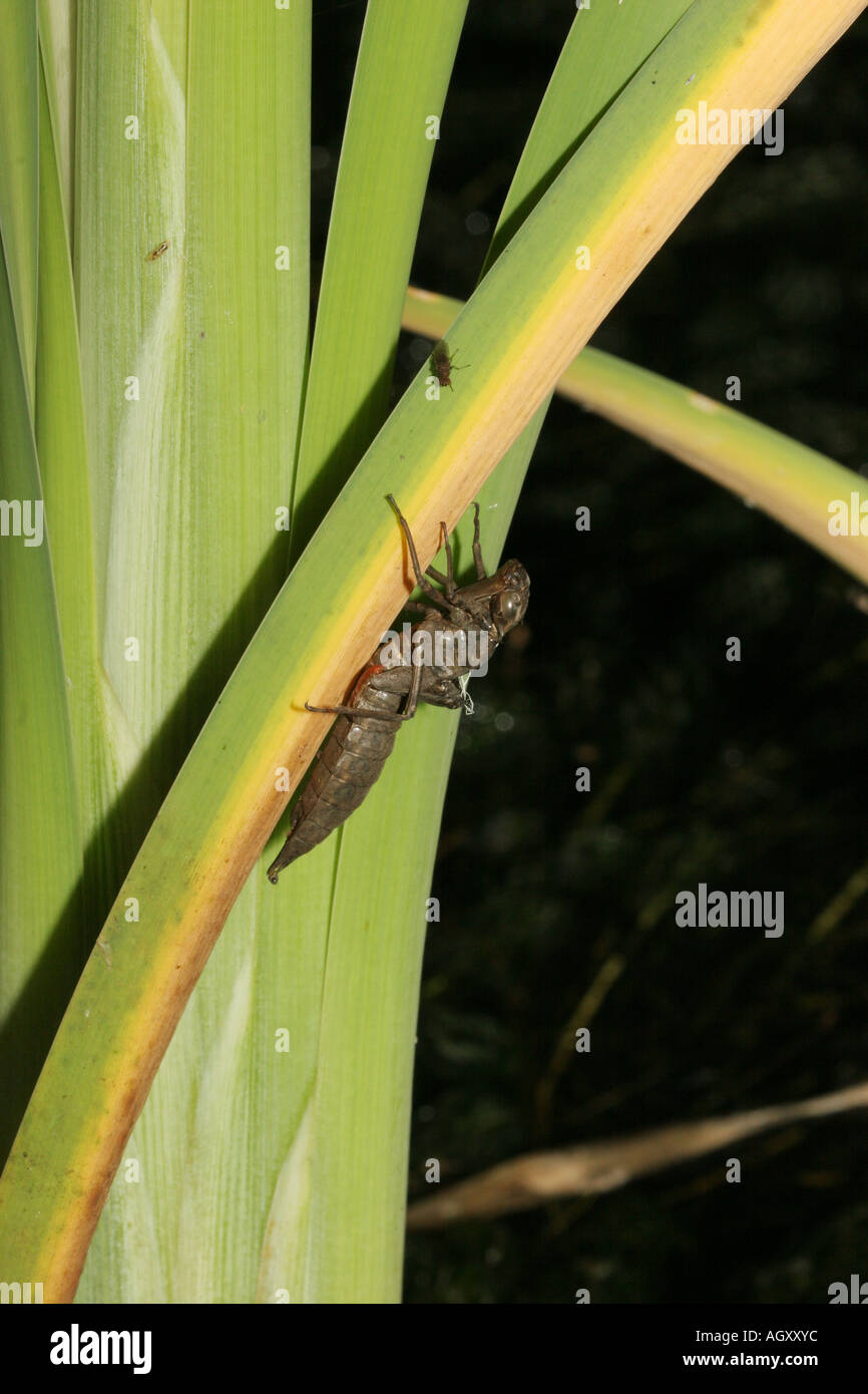 Dragonfly Nymph Casing Attached to Plant Stem UK Stock Photo - Alamy