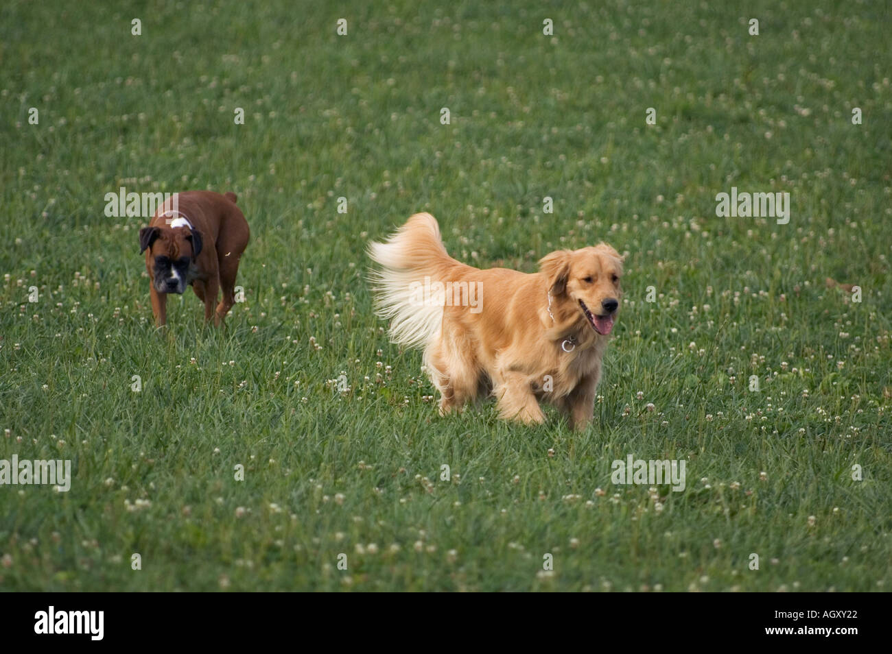 Golden retriever and boxer hi-res stock photography and images - Alamy