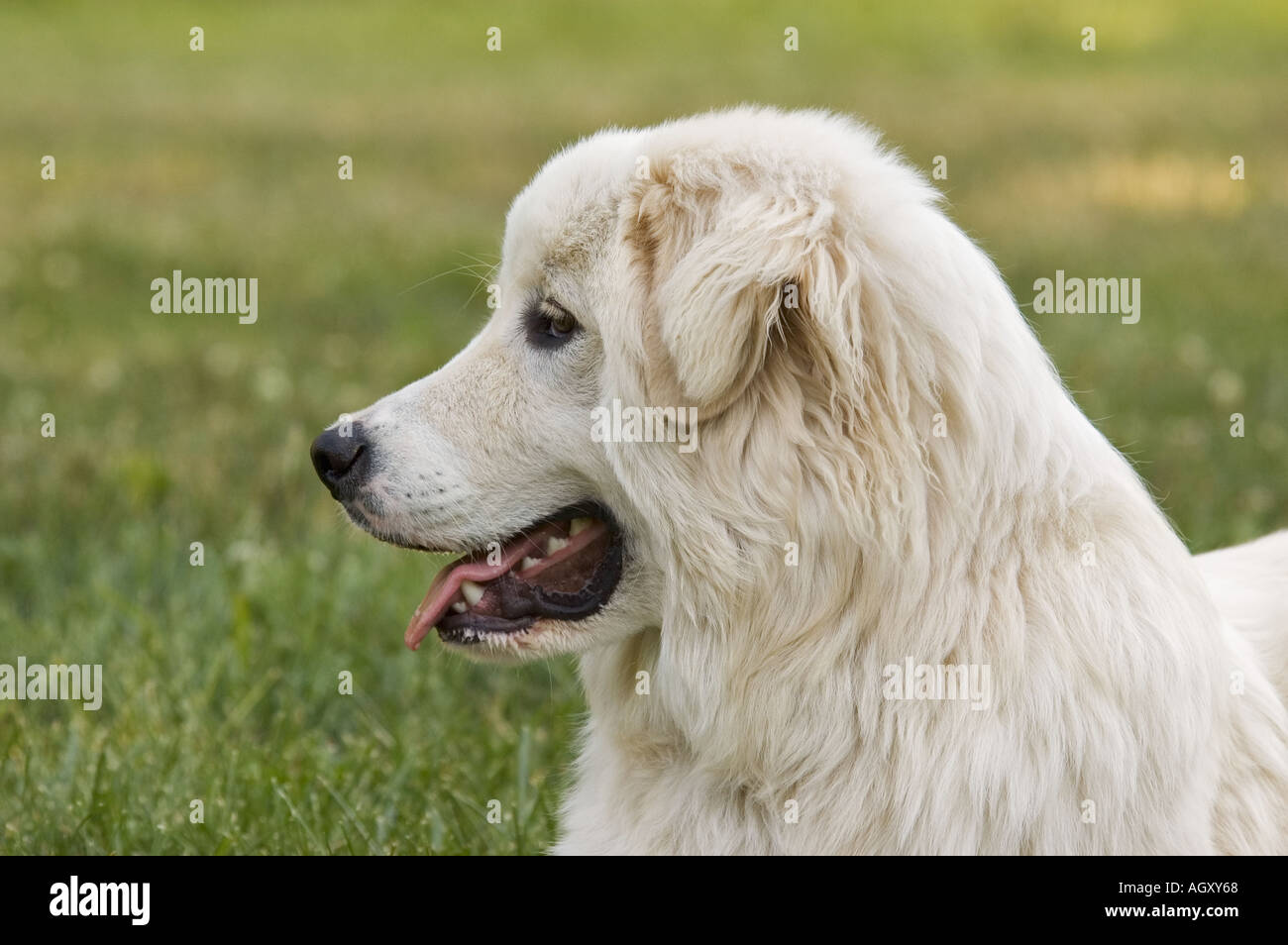 Great pyrenees hi-res stock photography and images - Alamy